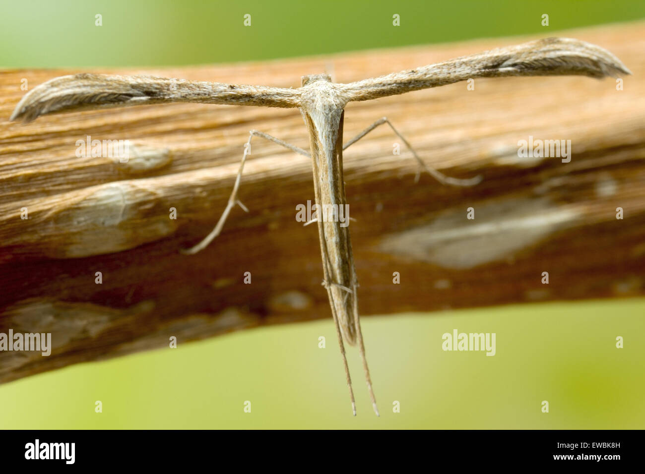 Macro photograph of a small Plume Moth Stock Photo - Alamy