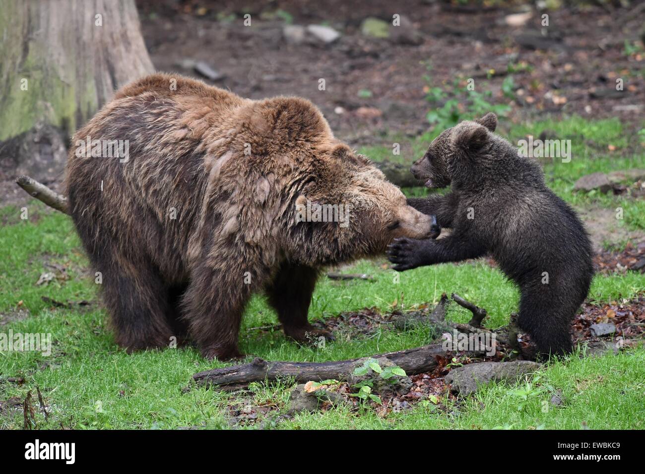 Homberg, Germany. 22nd June, 2015. Brown bear cub Alexa who was born in ...