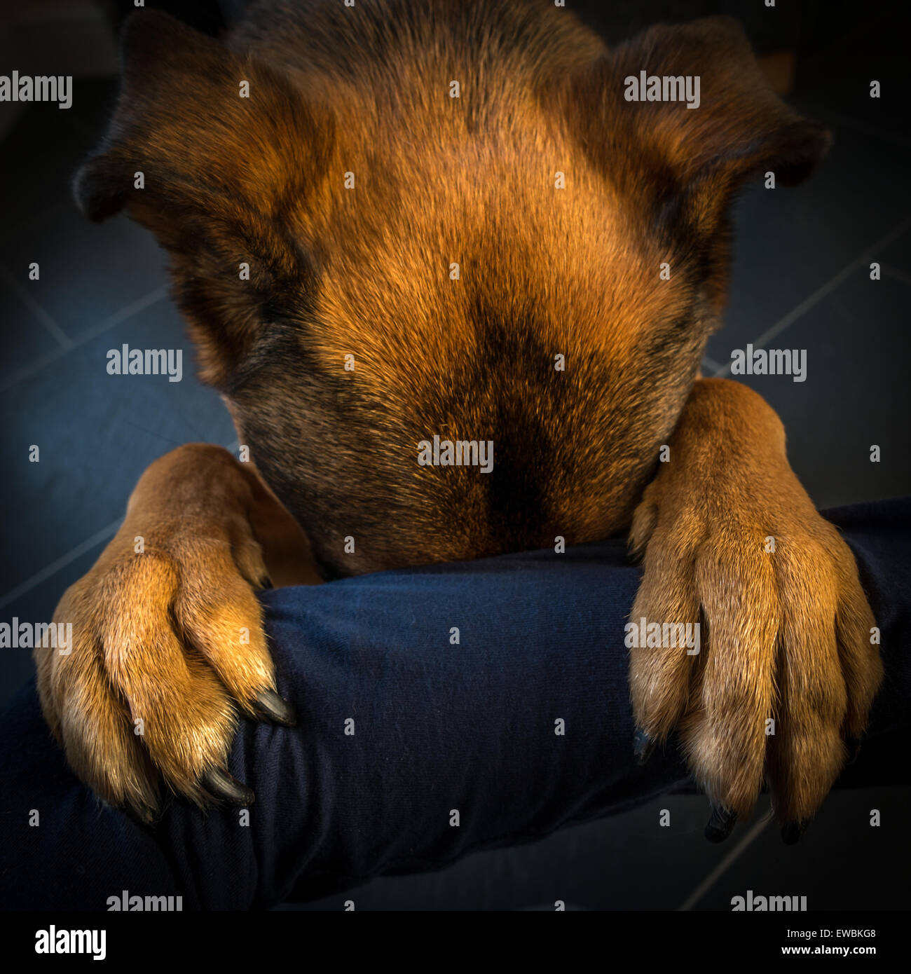 dog praying on someone's arm Stock Photo - Alamy