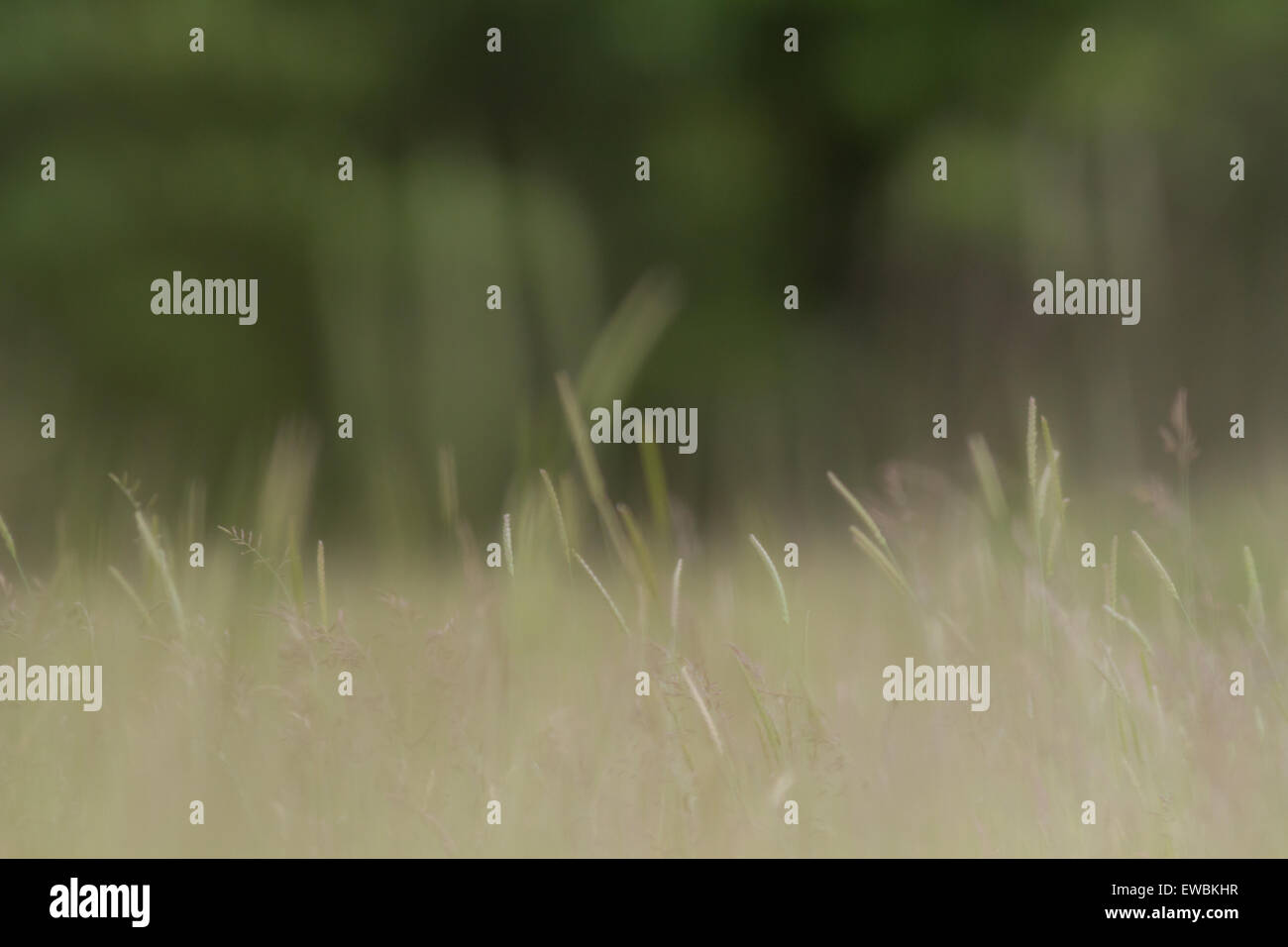 Wetland tall grasses hi-res stock photography and images - Alamy