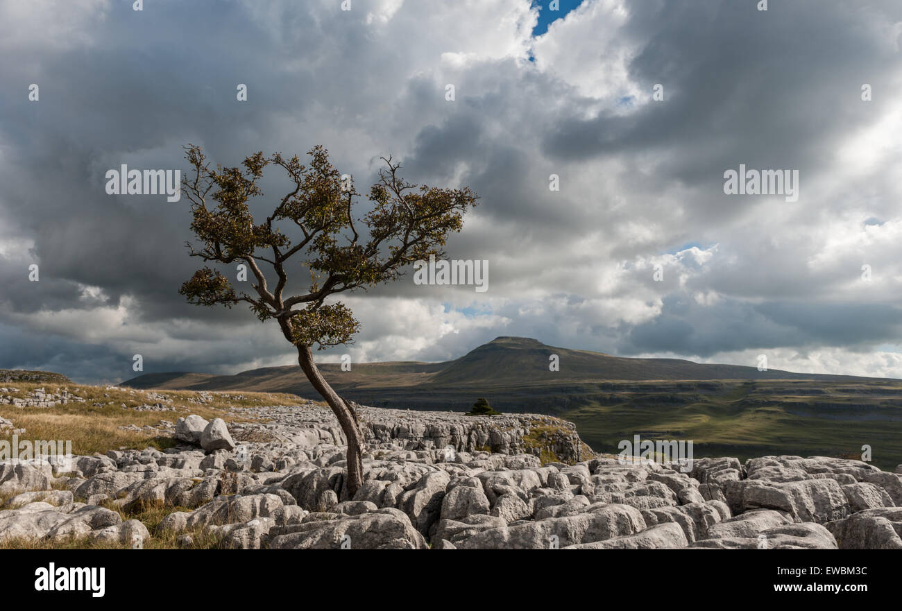 Stunted tree hi-res stock photography and images - Alamy