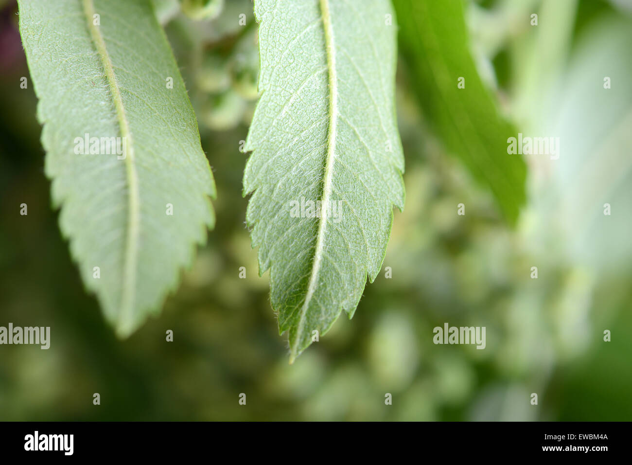 Leave details hi-res stock photography and images - Alamy