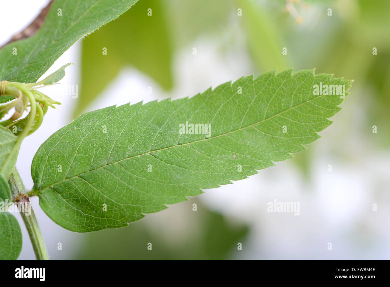close up of green leave Stock Photo - Alamy