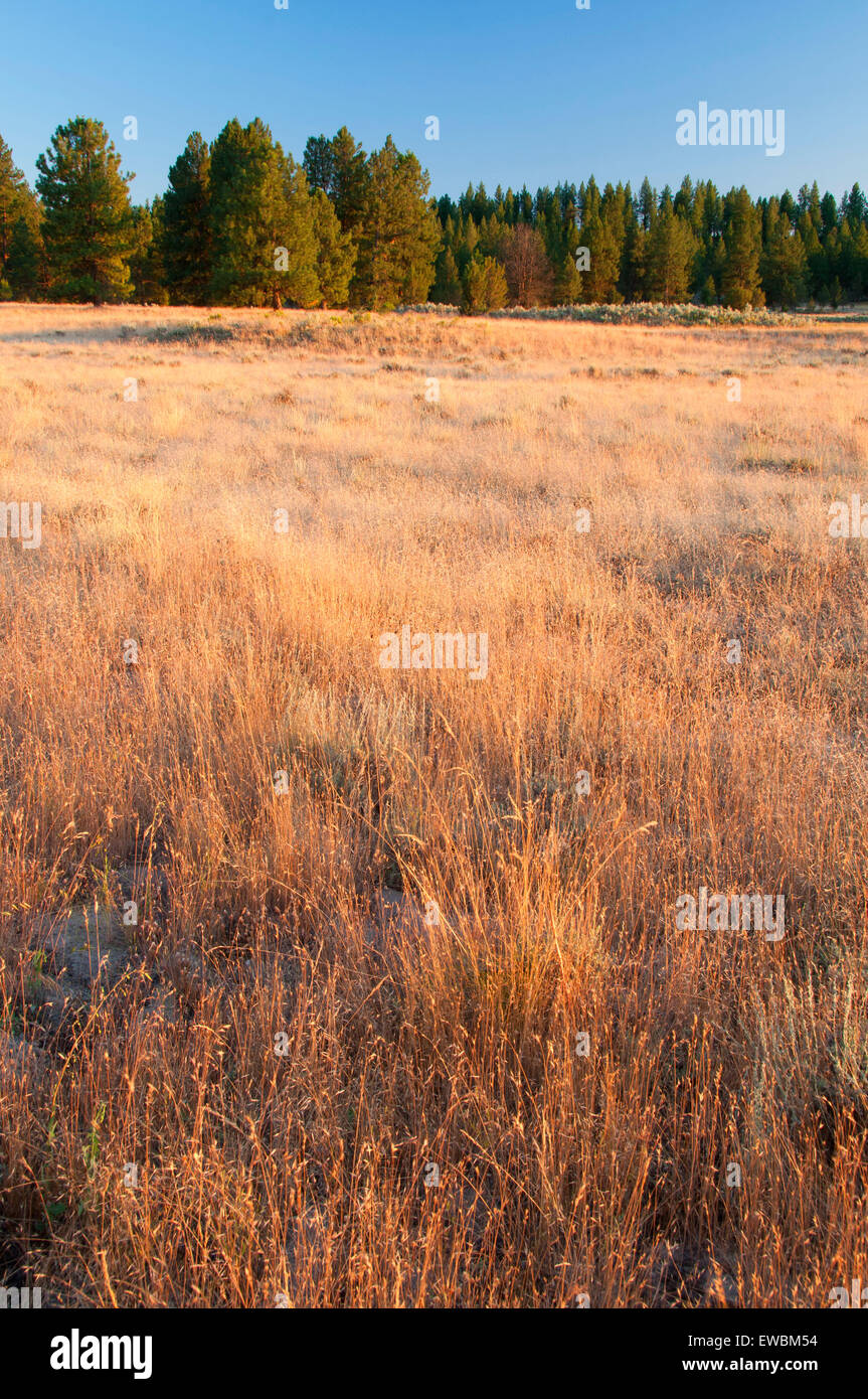 Meadow near Sugar Creek, Ochoco National Forest, Oregon Stock Photo - Alamy