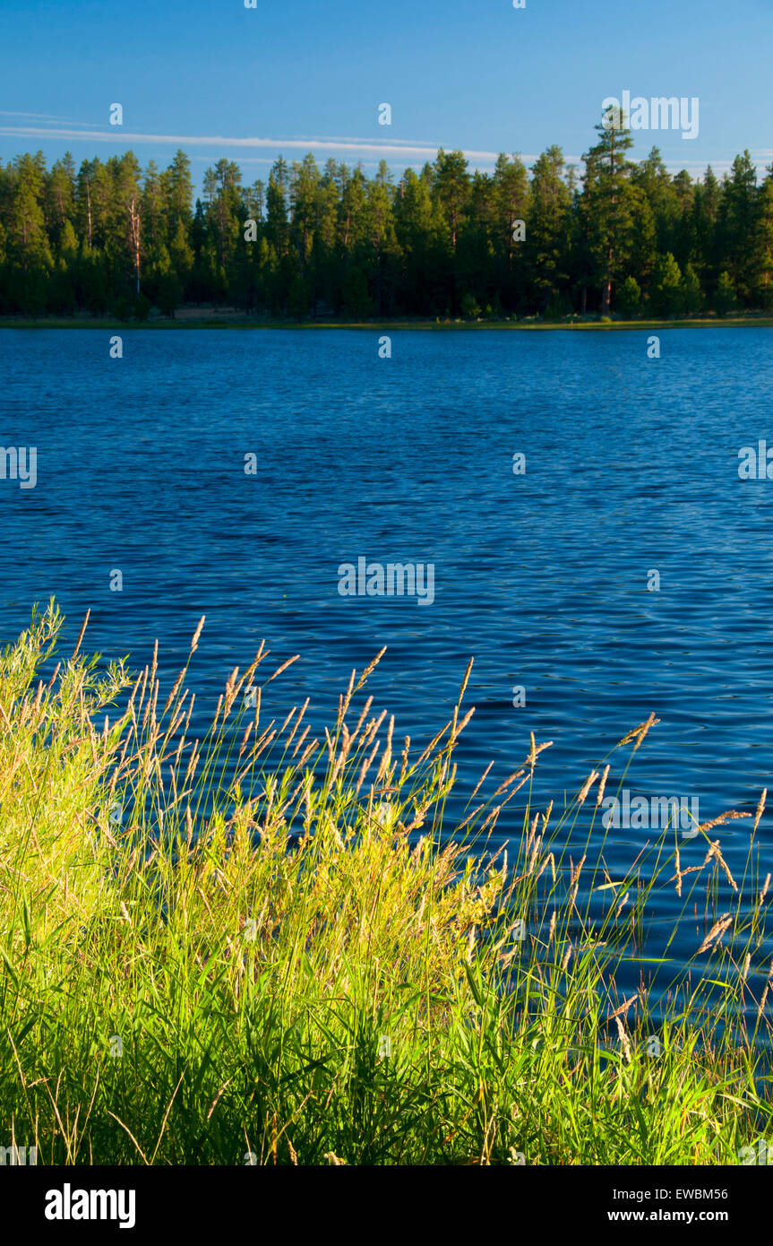 Delintment Lake, Ochoco National Forest, Oregon Stock Photo - Alamy