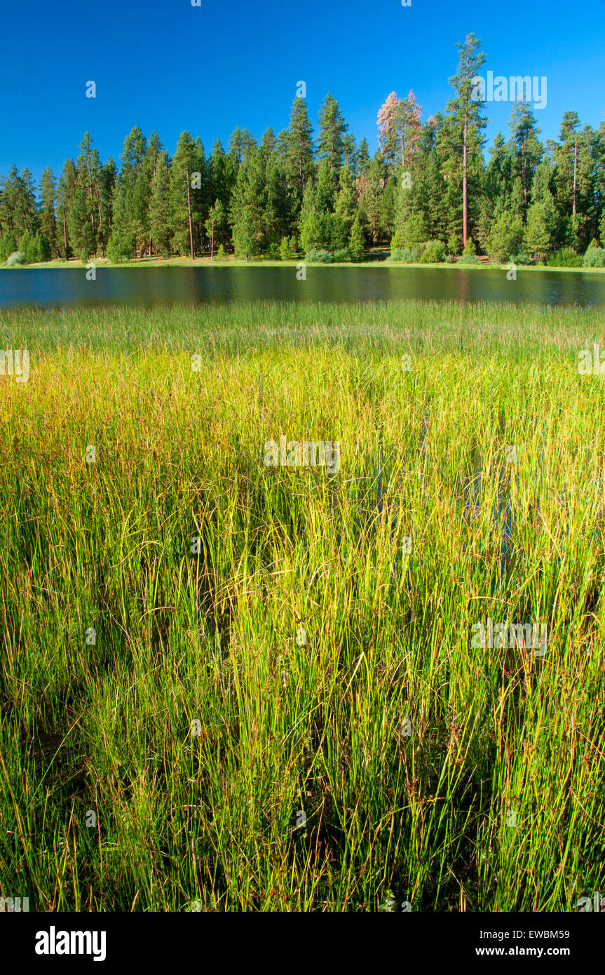 Delintment Lake, Ochoco National Forest, Oregon Stock Photo - Alamy