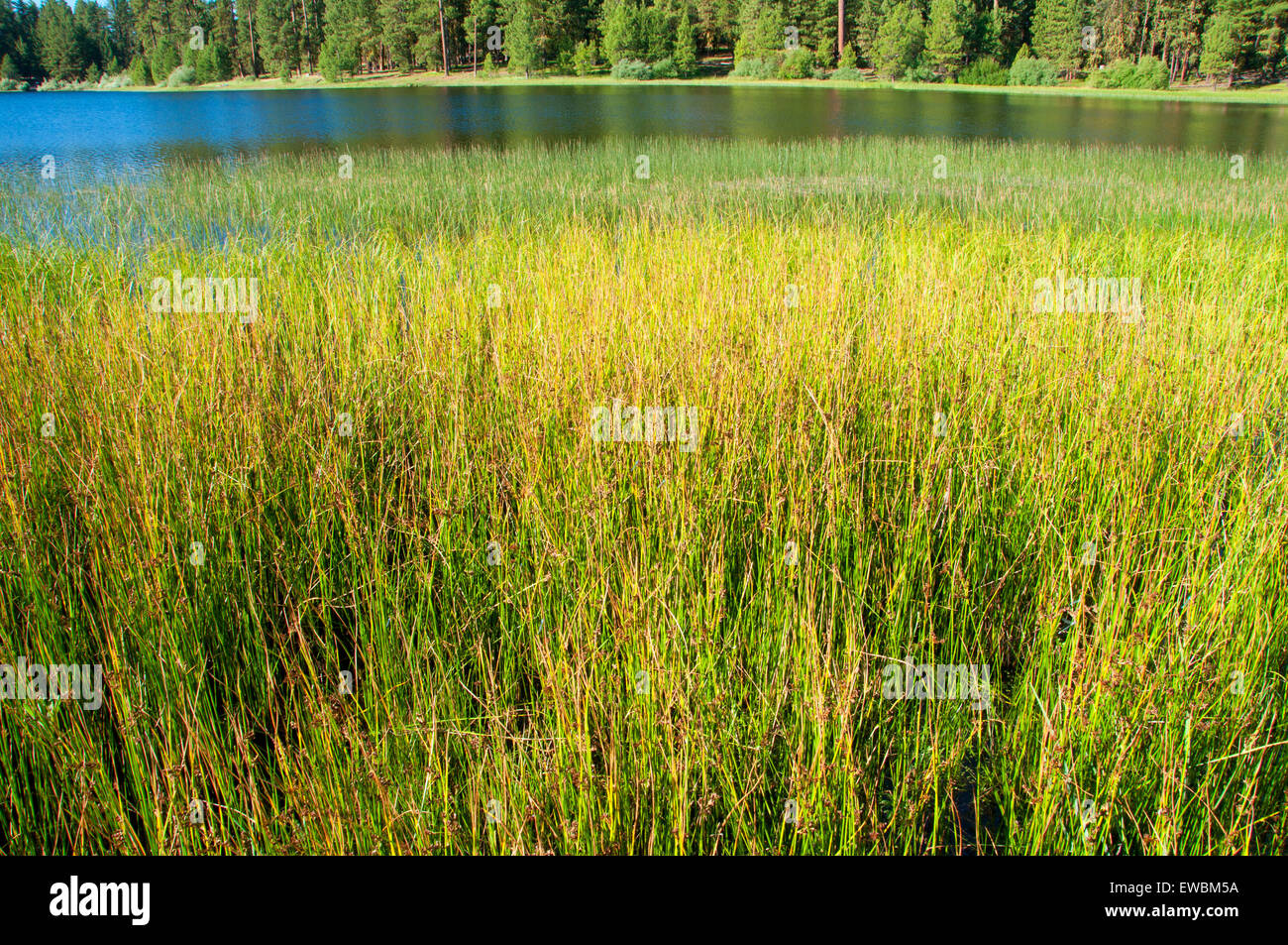Delintment Lake, Ochoco National Forest, Oregon Stock Photo - Alamy