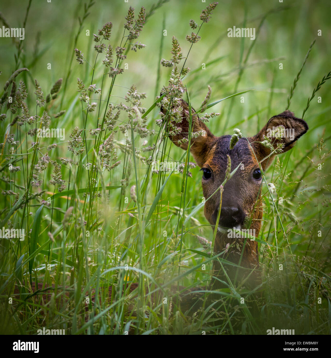 Roe deer yorkshire hi-res stock photography and images - Alamy