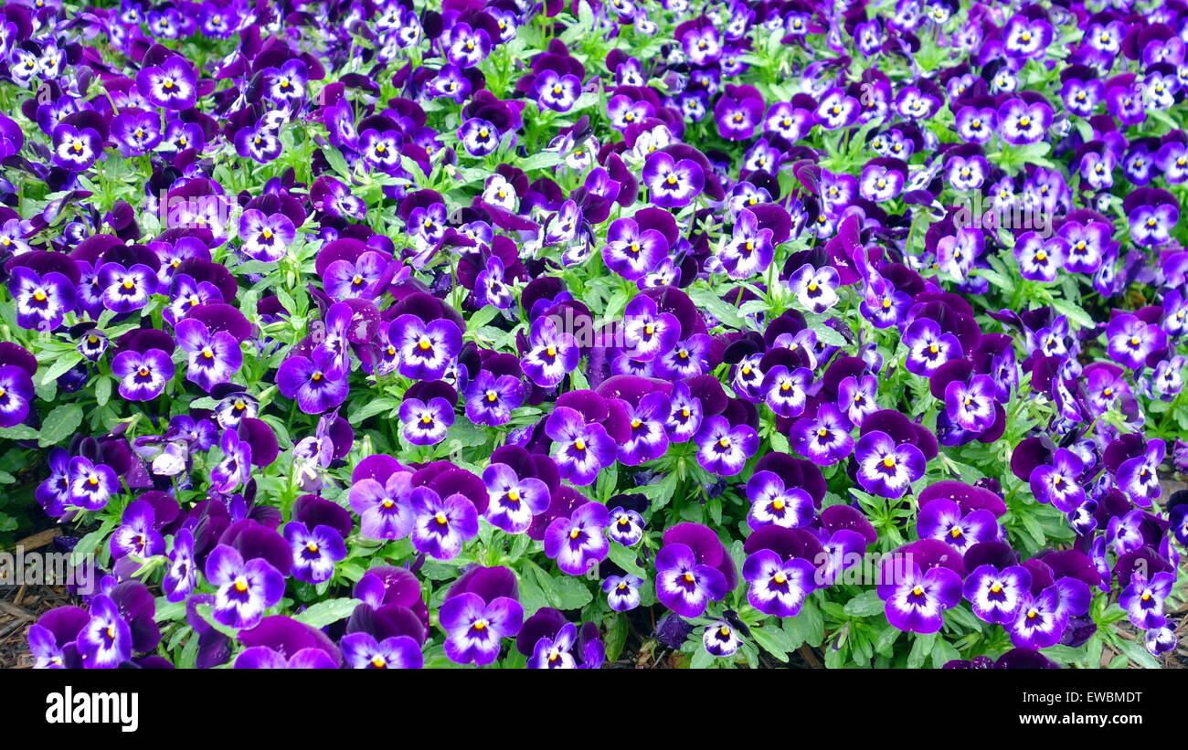 Field of violets in a public garden in Washington DC Stock Photo - Alamy