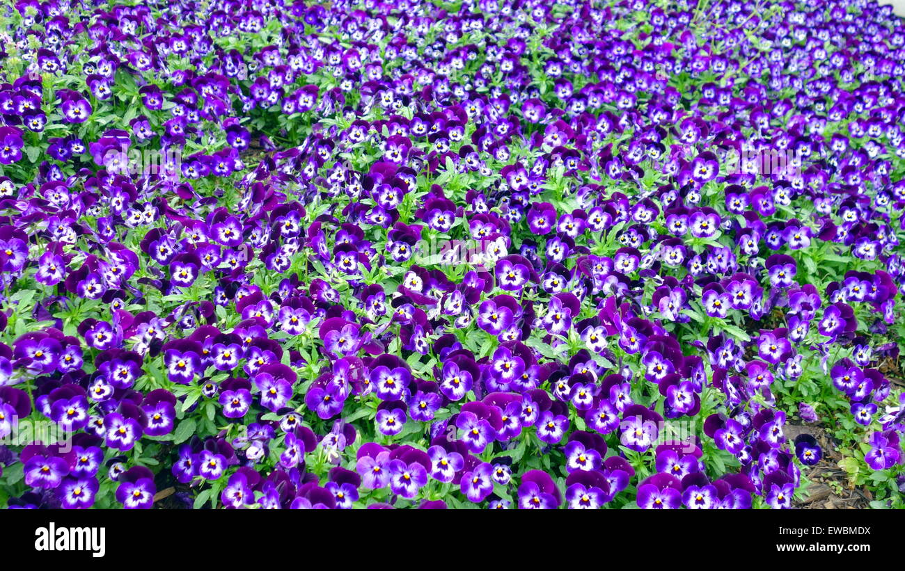 Field of violets in a public garden in Washington DC Stock Photo - Alamy