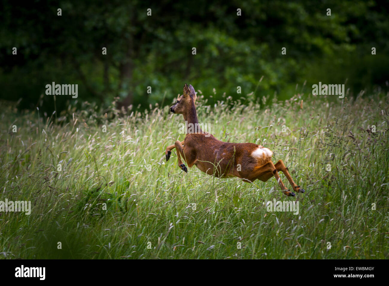Roe Deer Female Uk High Resolution Stock Photography and Images - Alamy
