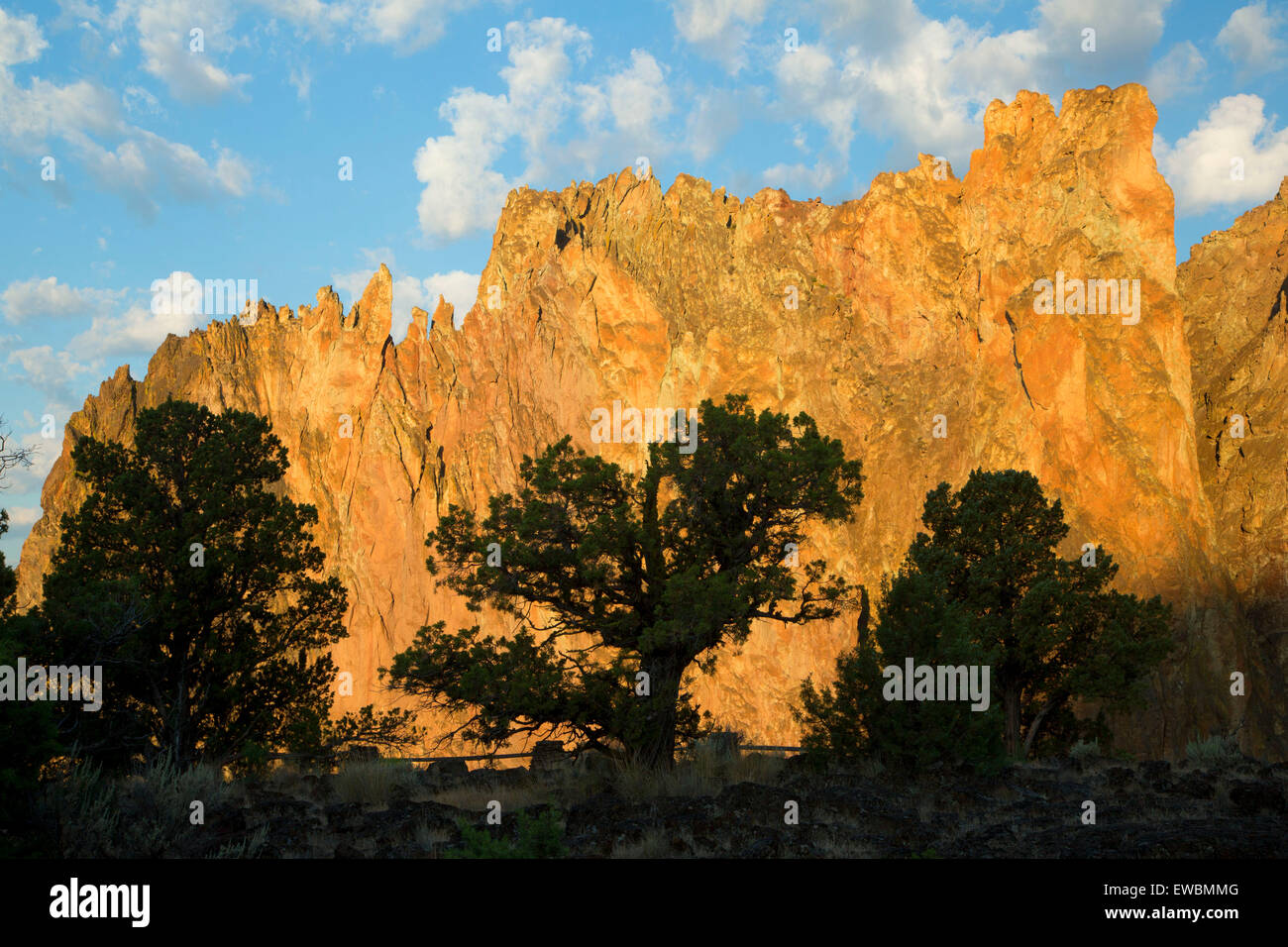 Western juniper (Juniperus occidentalis) with cliffs at Smith Rocks ...