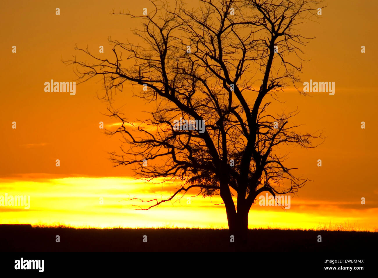 Snag sunset, Journey through Time National Scenic Byway, Kent, Oregon ...