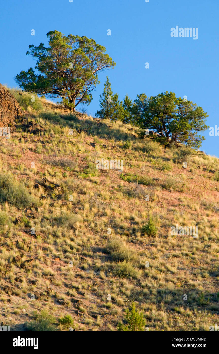 Grassland slope with Western juniper (Juniperus occidentalis), Pine ...