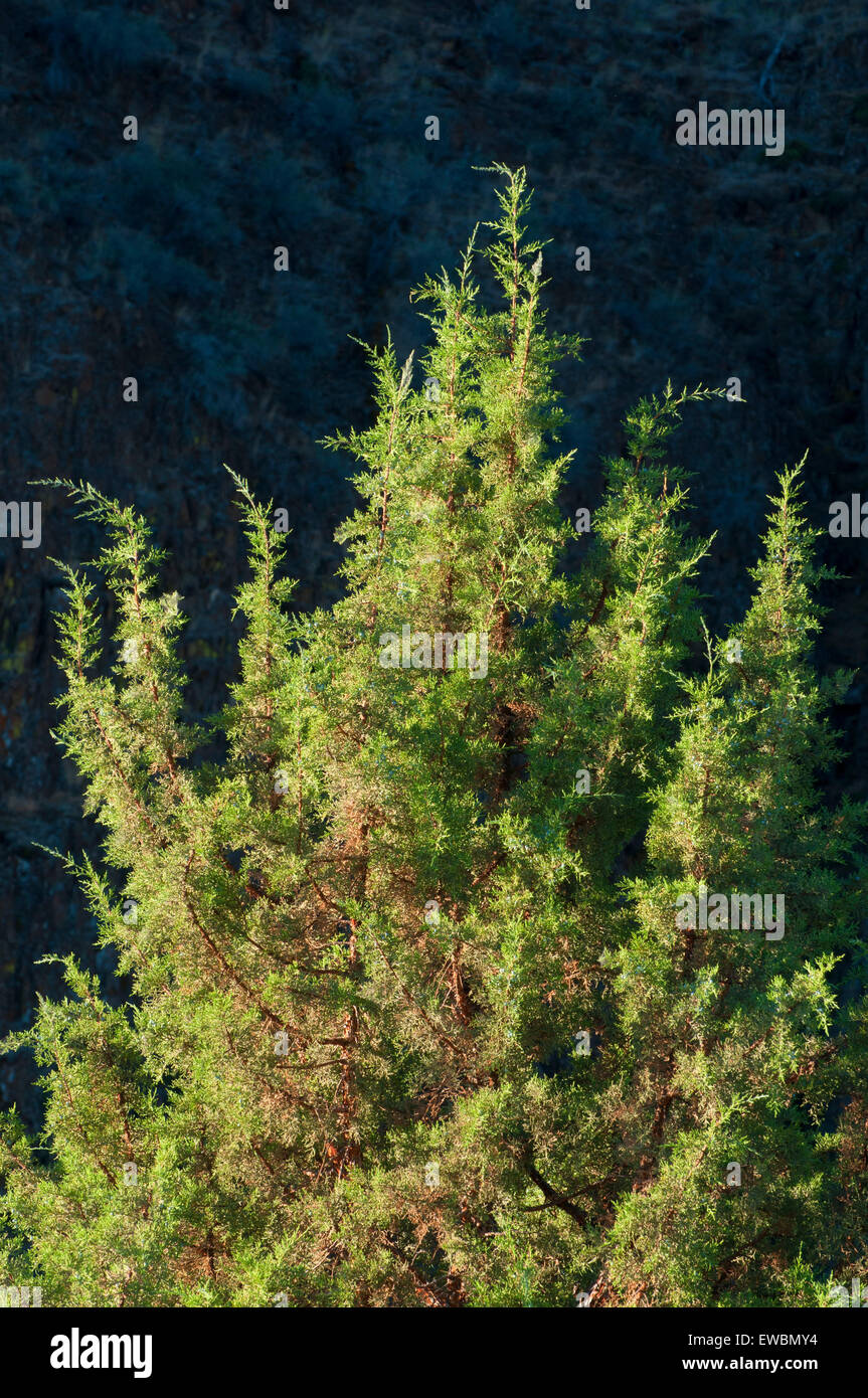 Western juniper (Juniperus occidentalis), John Day River State Scenic ...