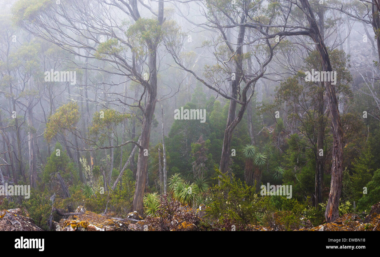 Pandani (Richea pandanifolia) in a subalpine woodland in Mount Field ...