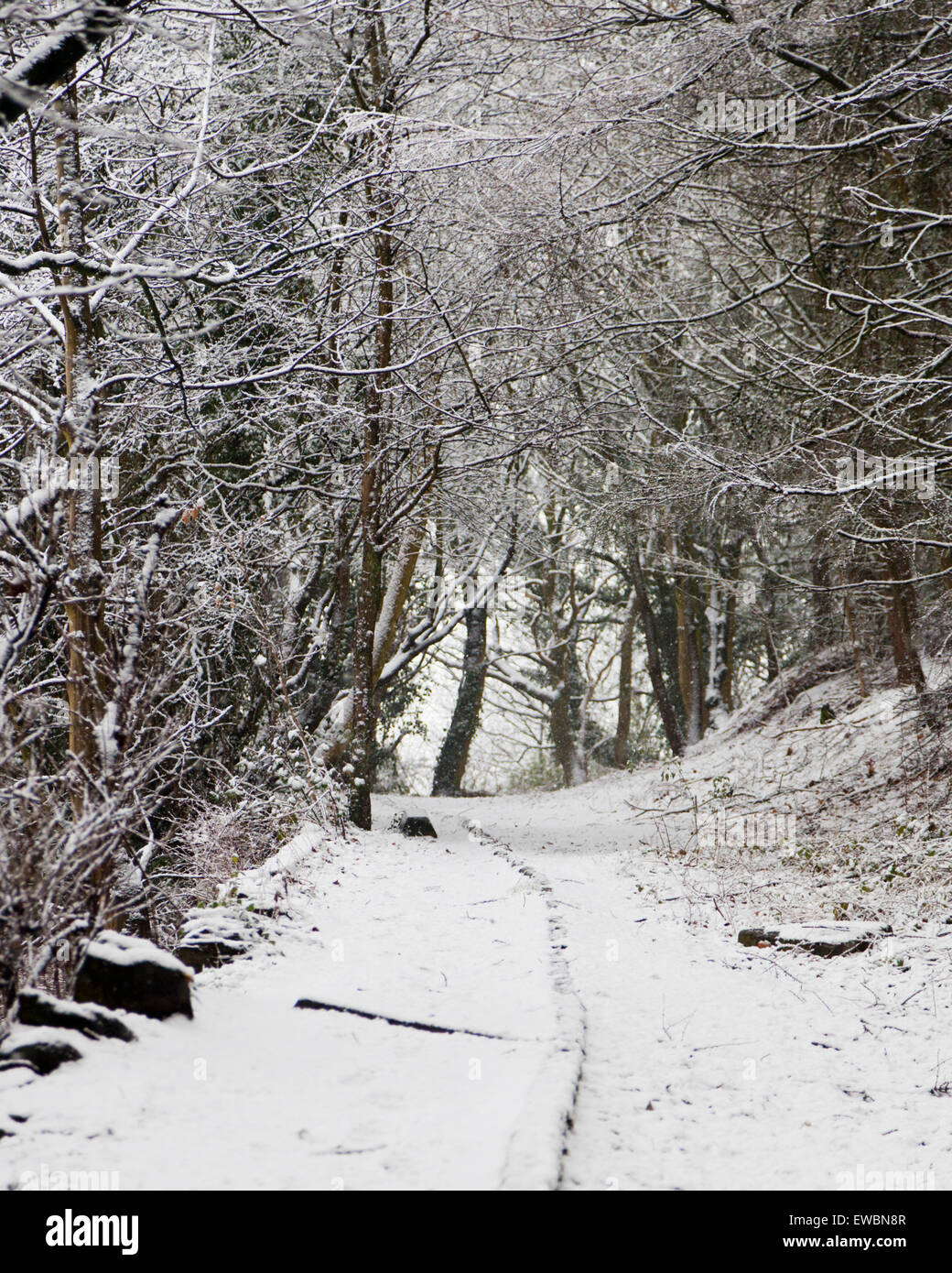 A snow covered track through woods Stock Photo - Alamy