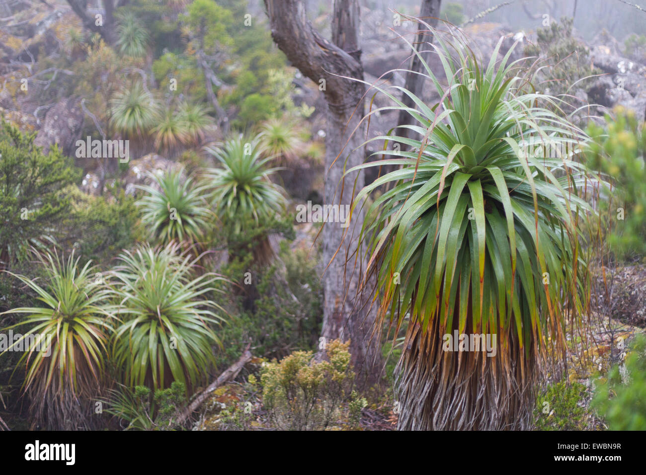 Pandani (Richea pandanifolia) in a subalpine woodland in Mount Field ...