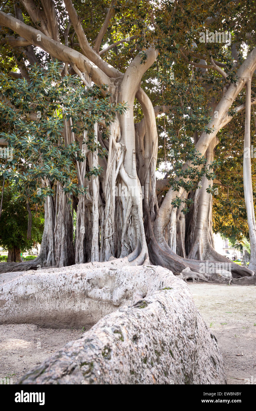 Biggest tree of ficus with its amazing roots. Palermo, Sicily. Italy ...
