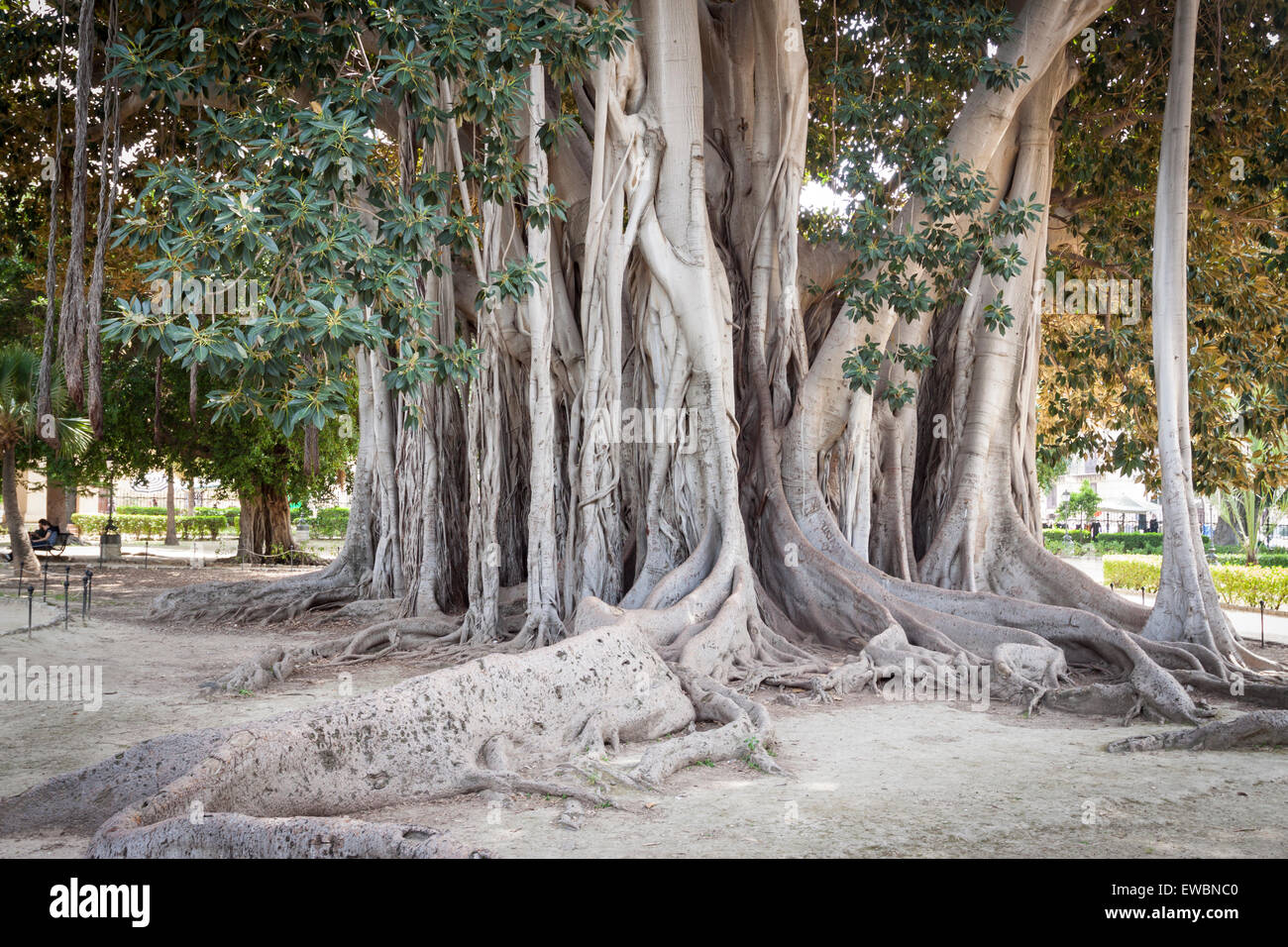 Biggest tree of ficus with its amazing roots. Palermo, Sicily. Italy ...