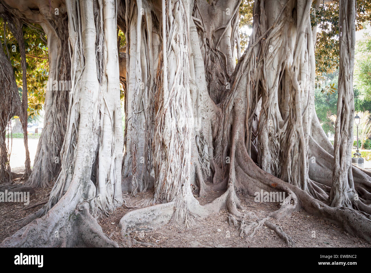 Biggest tree of ficus with its amazing roots. Palermo, Sicily. Italy ...