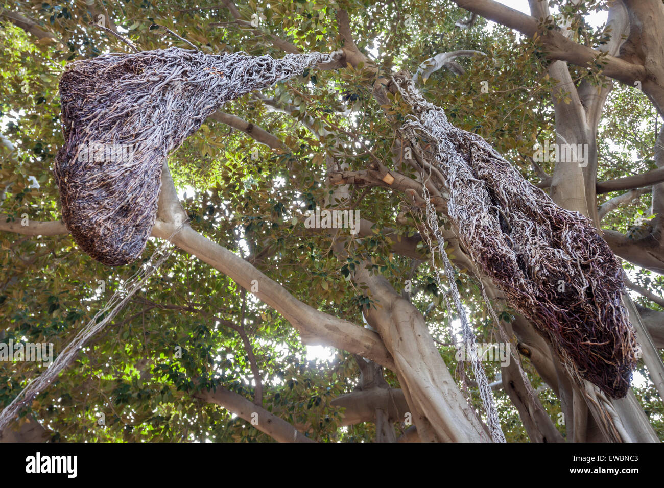 Biggest tree of ficus with its amazing roots. Palermo, Sicily. Italy ...