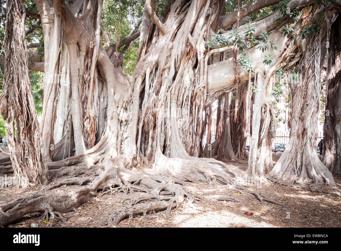 Biggest tree of ficus with its amazing roots. Palermo, Sicily. Italy ...