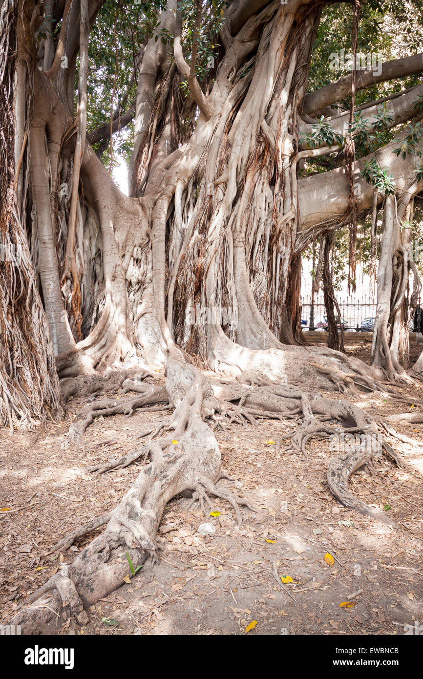 Biggest tree of ficus with its amazing roots. Palermo, Sicily. Italy ...