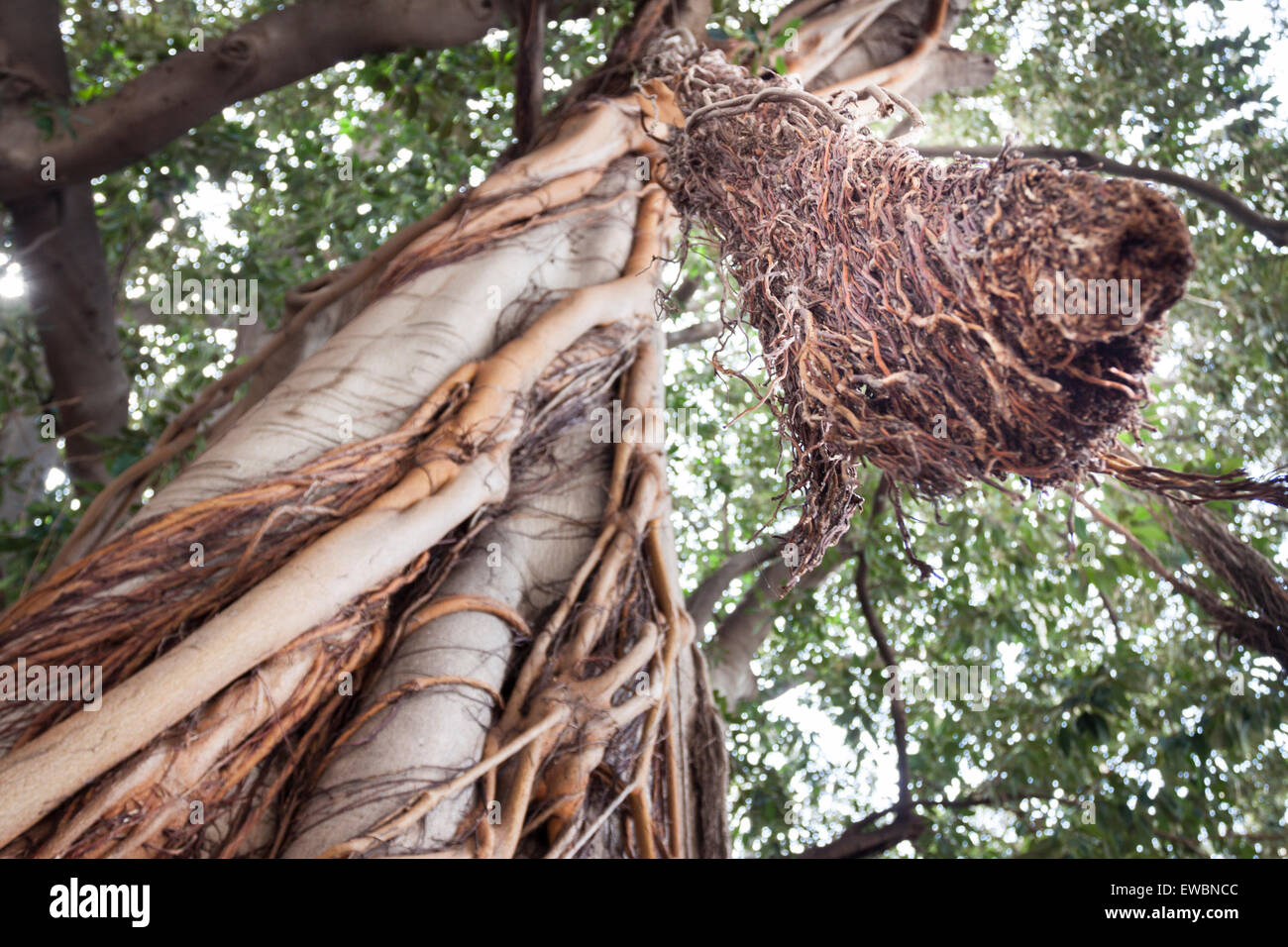 Biggest tree of ficus with its amazing roots. Palermo, Sicily. Italy ...