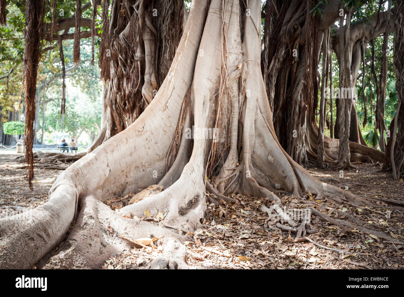 Biggest tree of ficus with its amazing roots. Palermo, Sicily. Italy ...