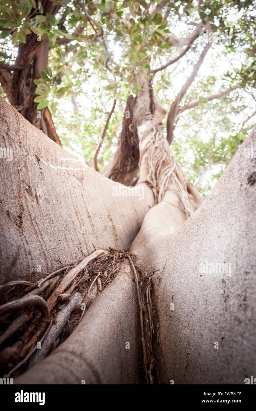 Biggest tree of ficus with its amazing roots. Palermo, Sicily. Italy ...