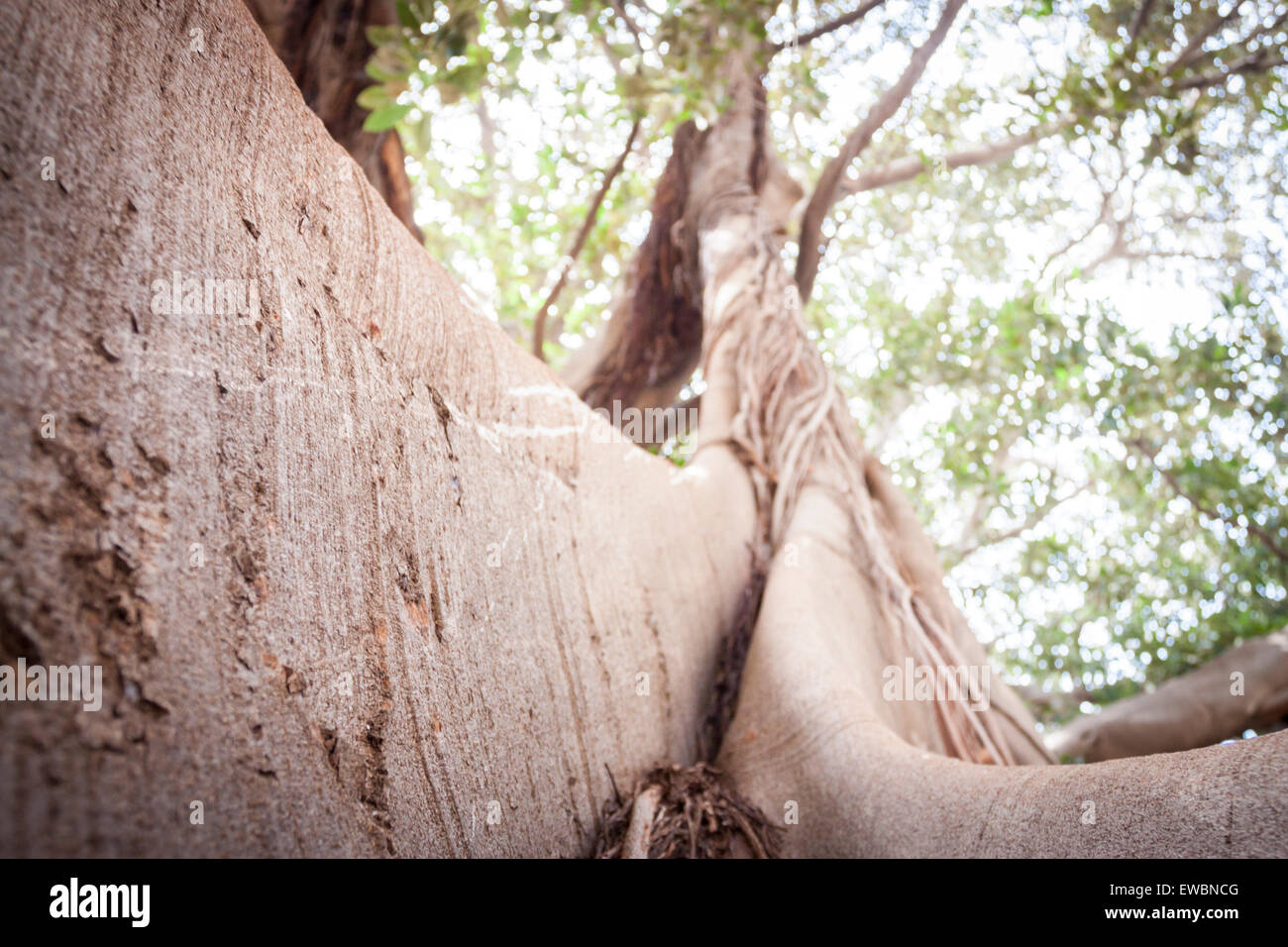 Biggest tree of ficus with its amazing roots. Palermo, Sicily. Italy ...