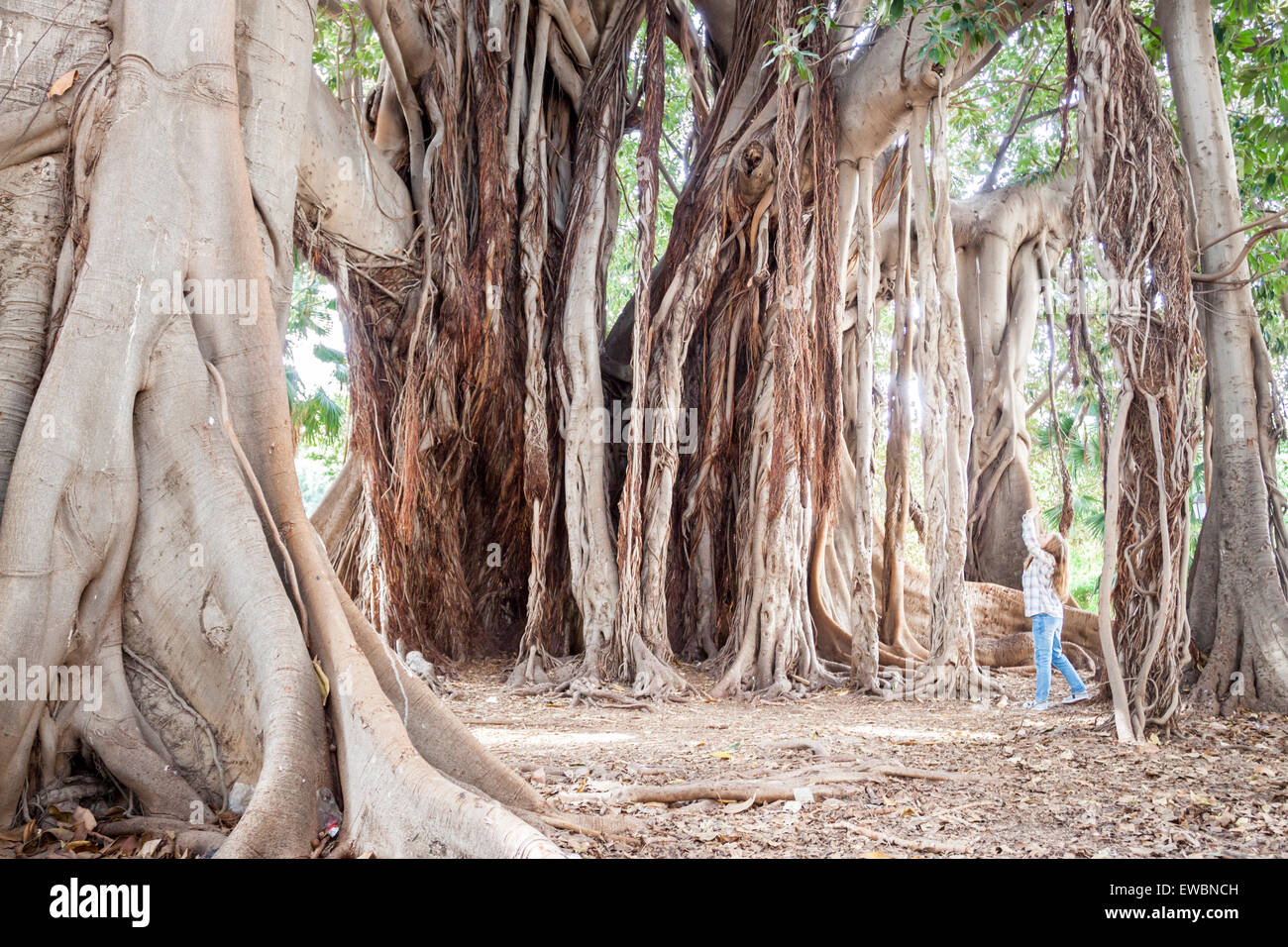 Biggest tree of ficus with its amazing roots. Palermo, Sicily. Italy ...
