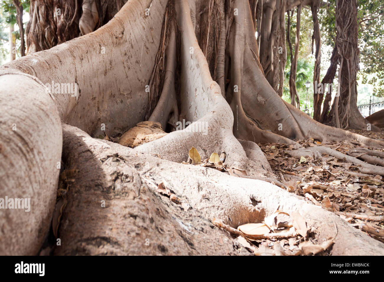 Biggest tree of ficus with its amazing roots. Palermo, Sicily. Italy ...
