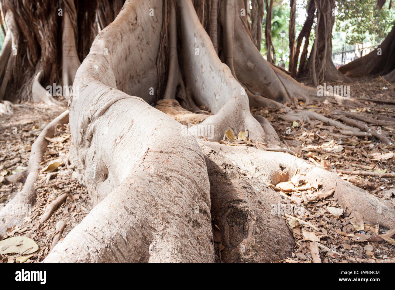 Biggest tree of ficus with its amazing roots. Palermo, Sicily. Italy ...