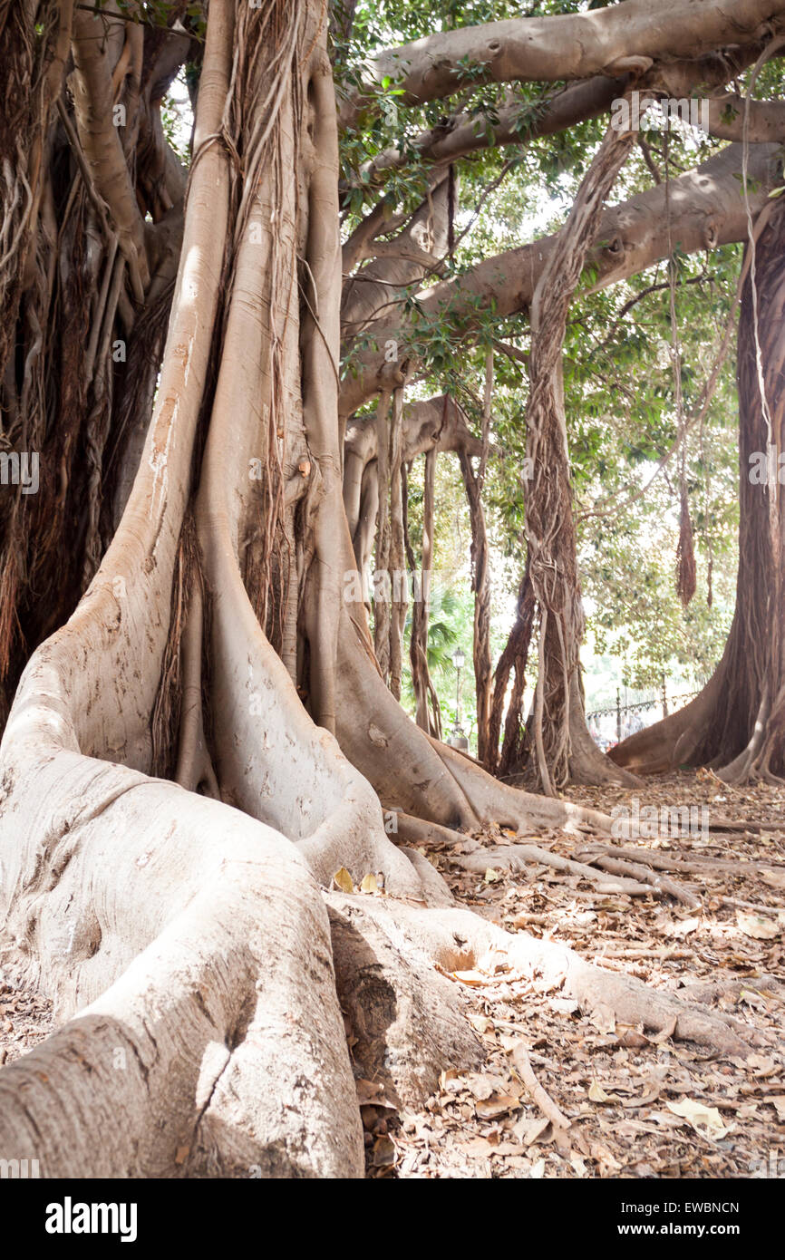 Biggest tree of ficus with its amazing roots. Palermo, Sicily. Italy ...