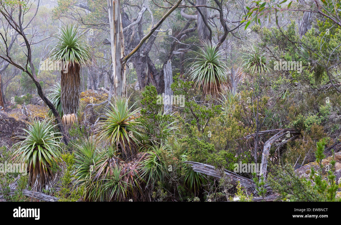 Pandani (Richea pandanifolia) in a subalpine woodland in Mount Field ...