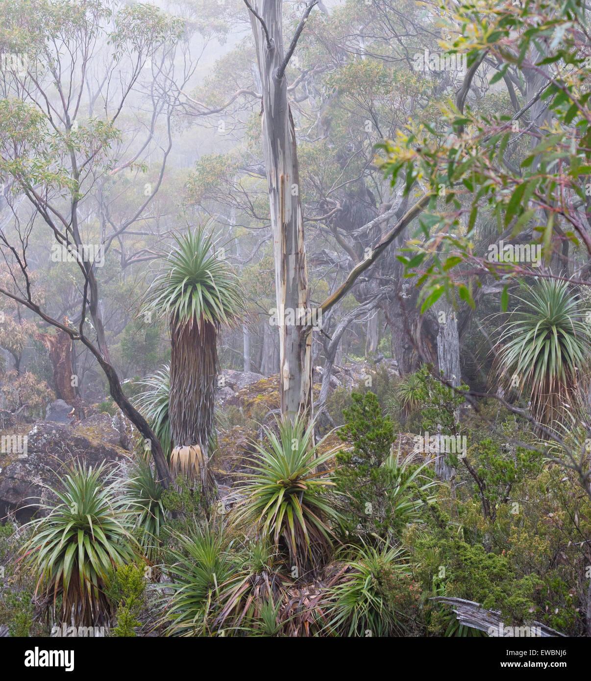 Australia tasmania pandani alpine hi-res stock photography and images ...