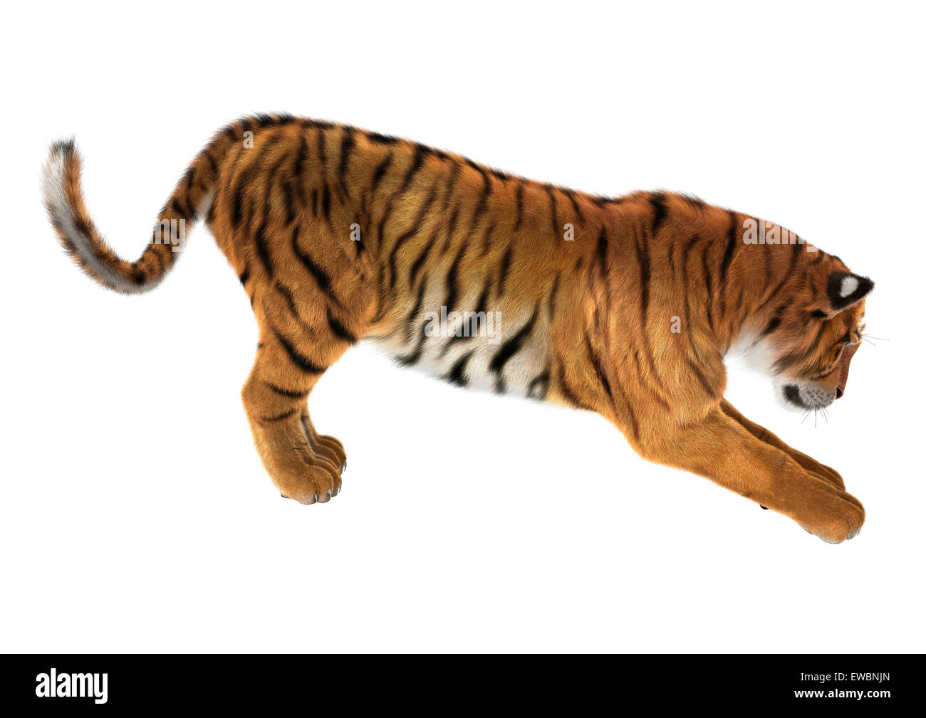3D digital render of a tiger isolated on white background Stock Photo ...