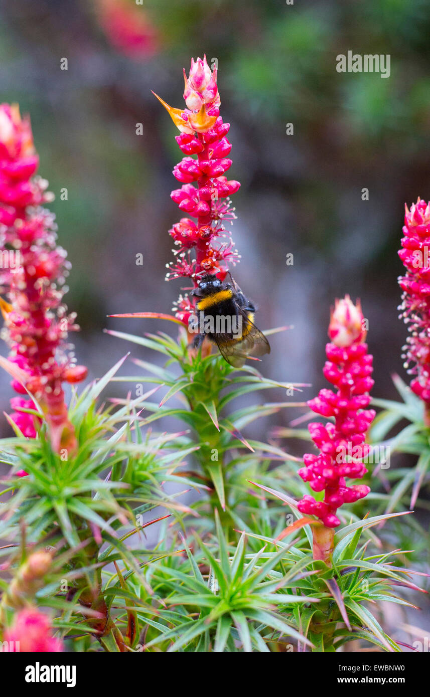 Flower tasmania bumblebee bee hi-res stock photography and images - Alamy