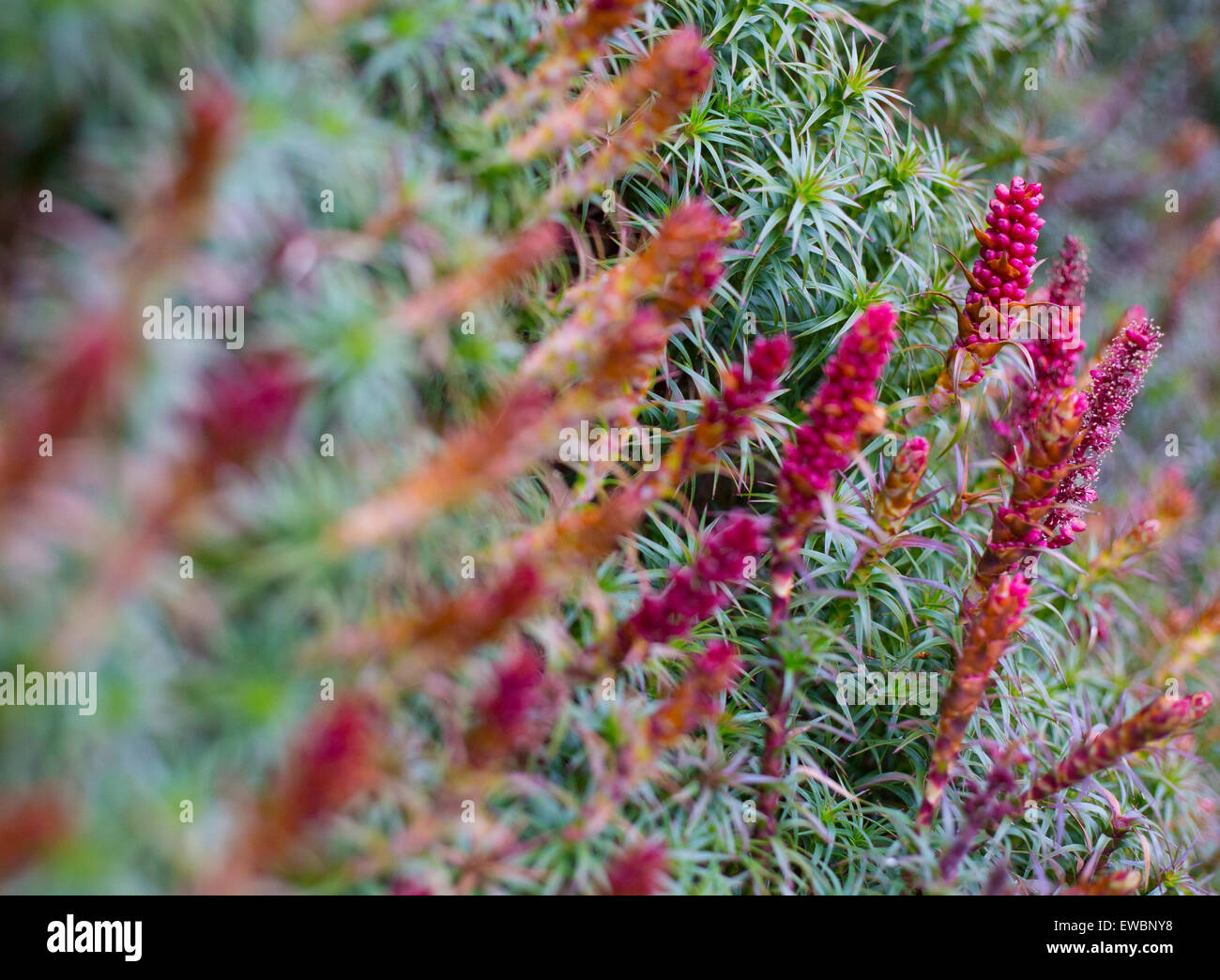 Flowering Richea Scoparia in the alpine heathlands of Mount Field ...