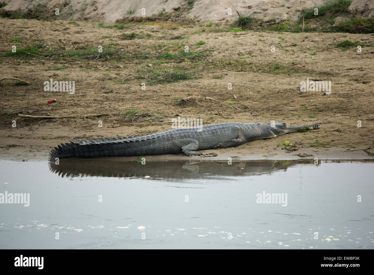 A Gharial resting on a riverbank at Chitwan national park in Nepal ...