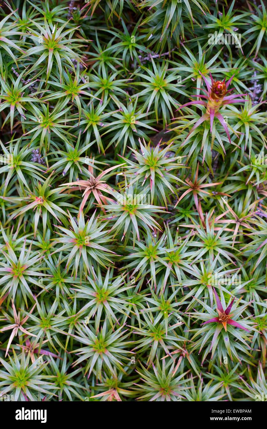 Flowers and foliage on a Richea Scoparia heath in the Tasmanian ...