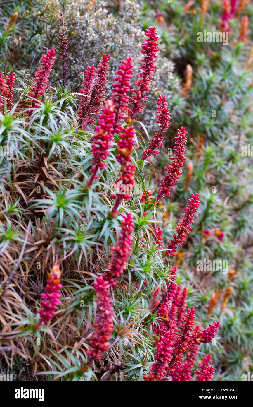 Flowering Richea Scoparia in the alpine heathlands of Mount Field ...