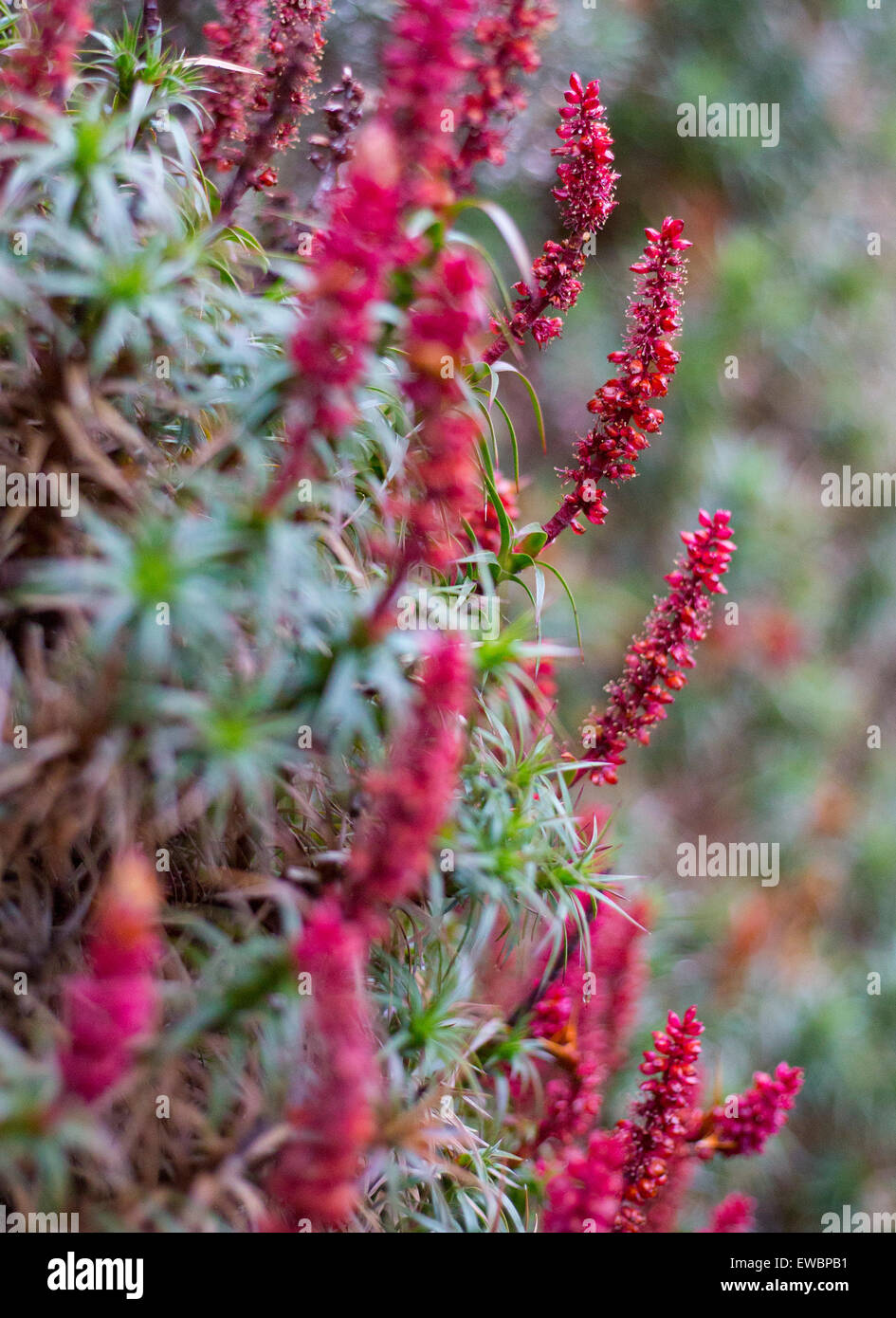 Flowering Richea Scoparia in the alpine heathlands of Mount Field ...