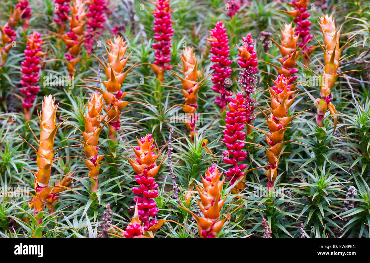 Flowering Richea Scoparia in the alpine heathlands of Mount Field ...
