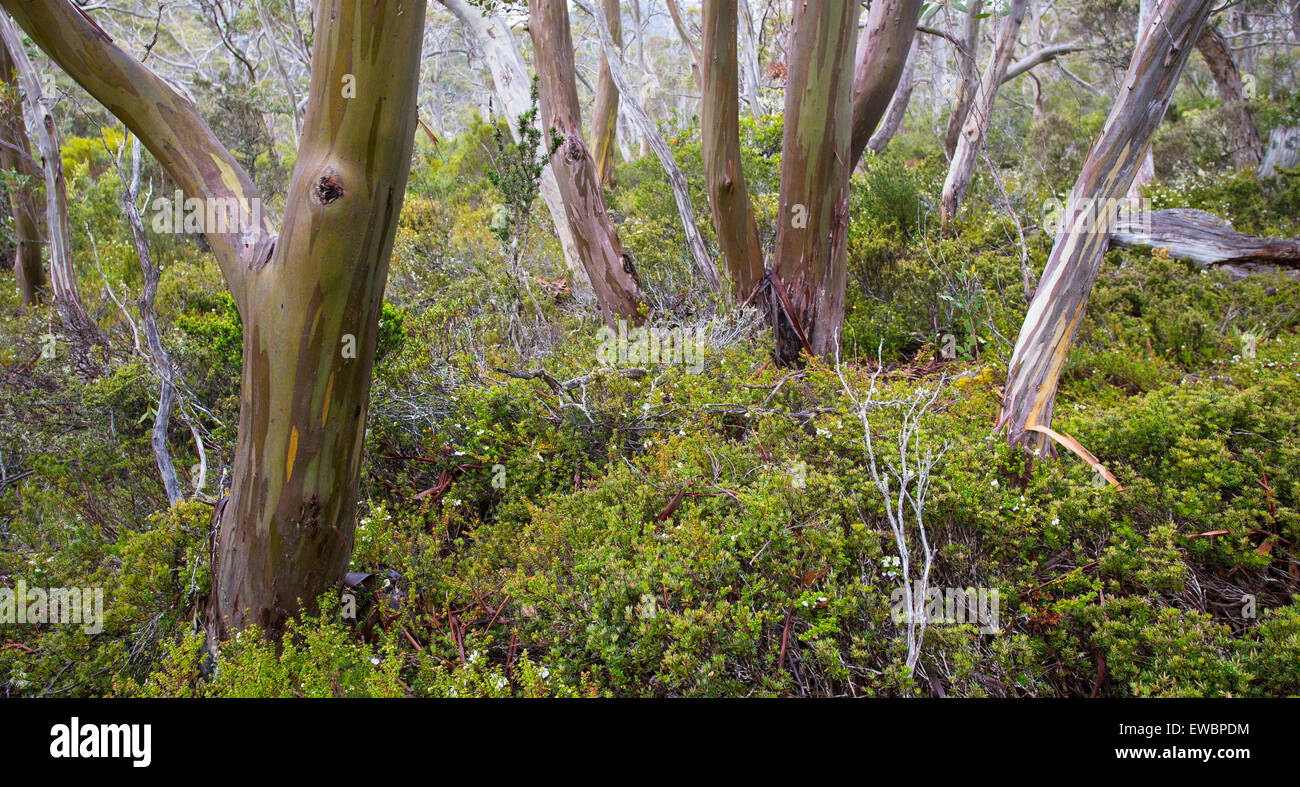 Alpine Yellow Gums (Eucalyptus subcrenulata) in a subalpine woodland in ...