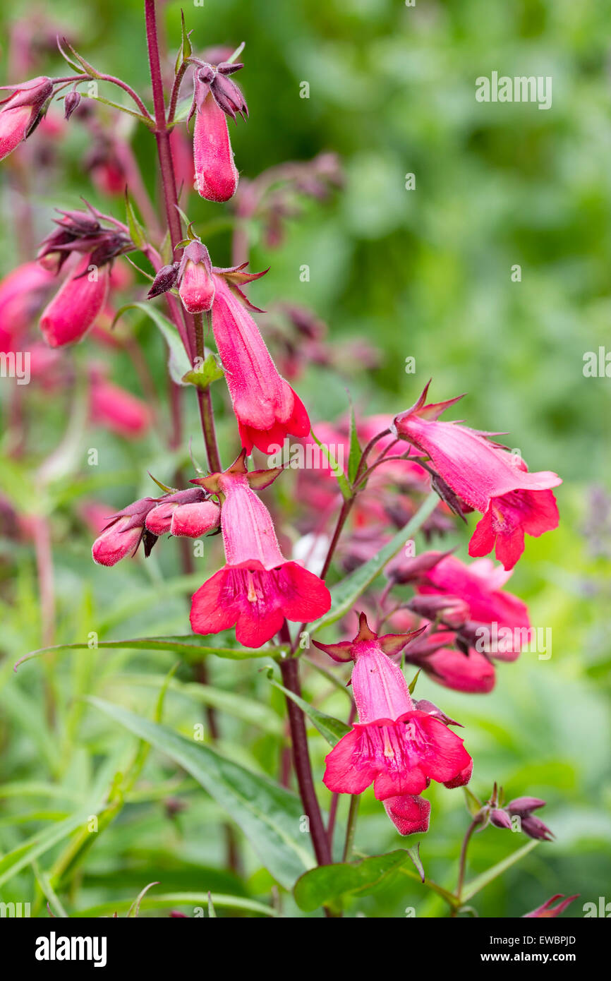Tubular red flowers of the evergreen sub shrub, Penstemon 'Firebird ...