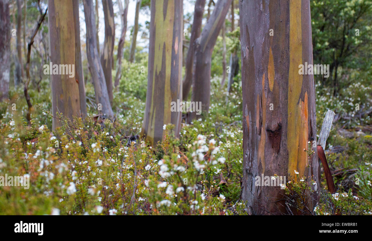 Alpine Yellow Gum (Eucalyptus subcrenulata) and wildflowers in an ...