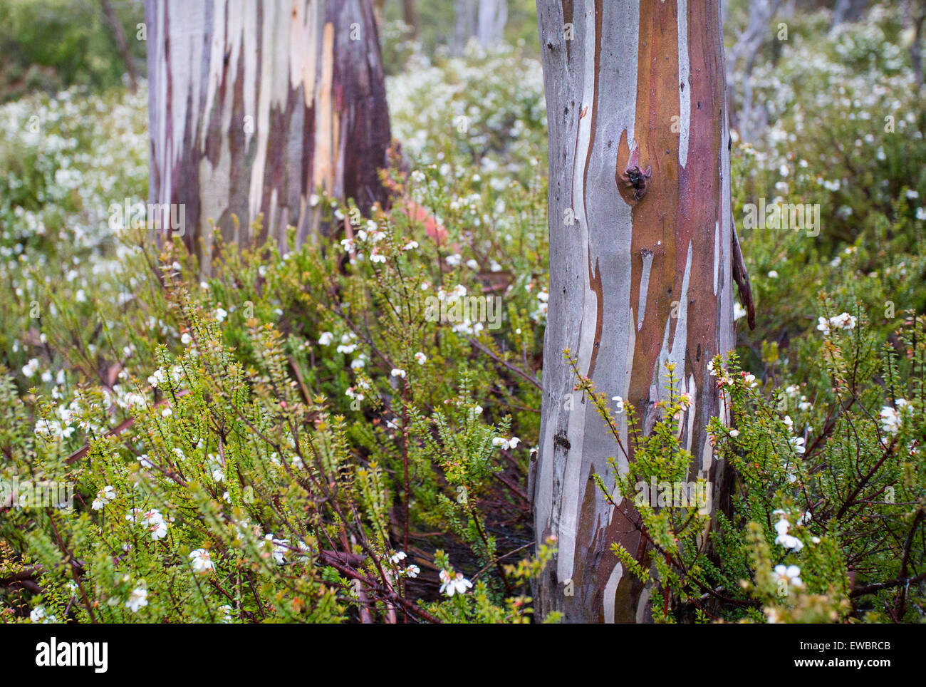 Snow gum hi-res stock photography and images - Alamy